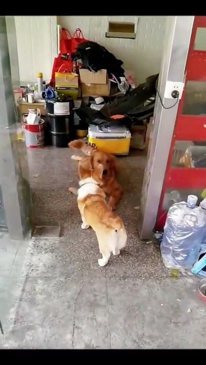 Funny dog fight - video Dailymotion