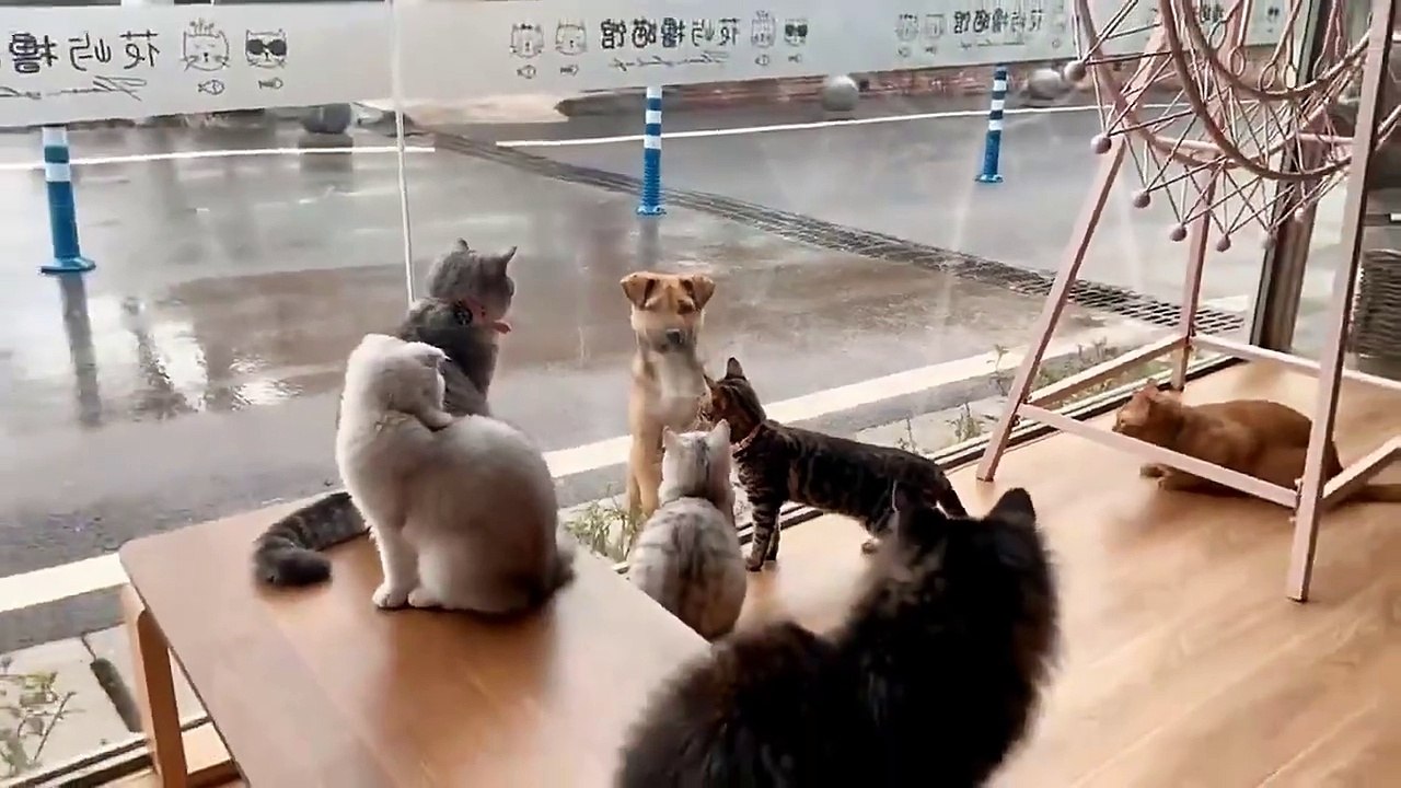 The poor dog was surrounded by a group of cats on his way home and was ...