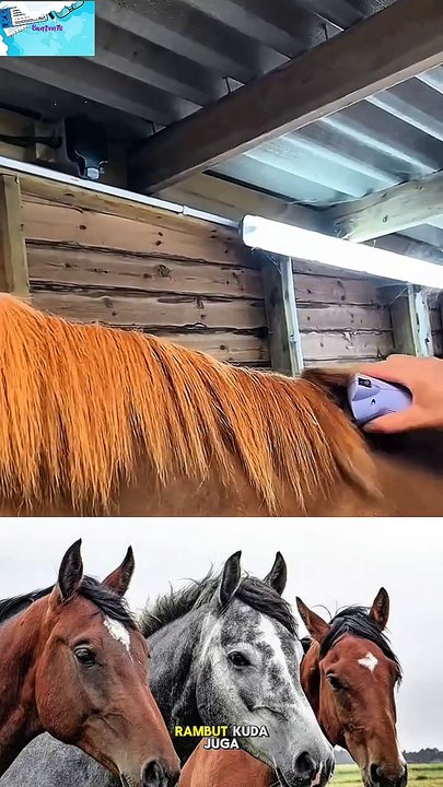Kenapa Rambut Kuda Perlu Dicukur? - Video Dailymotion