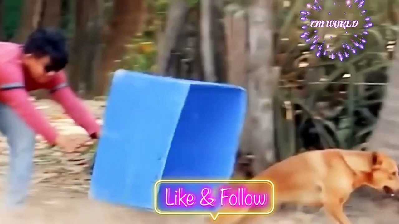 Hilarious Animal Pranks That’ll Leave You in Tears – Funny Pets ...