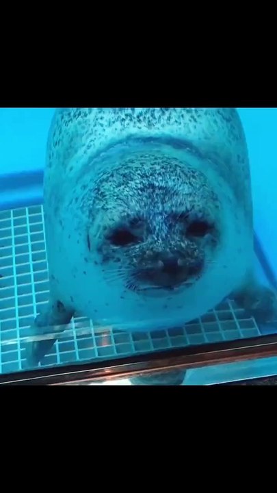 FUN - video Dailymotion