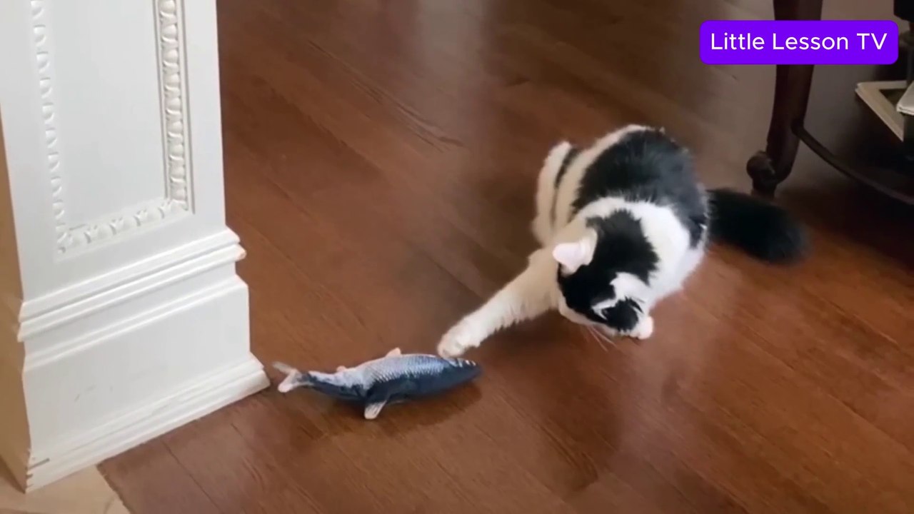 A Cat With Infinite Rizz | Funny Cat Compilation – FailArmy | # ...