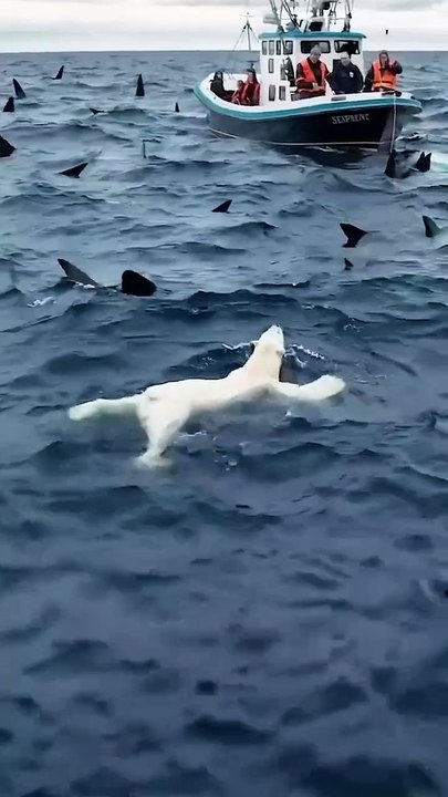 Amin Khan - video Dailymotion