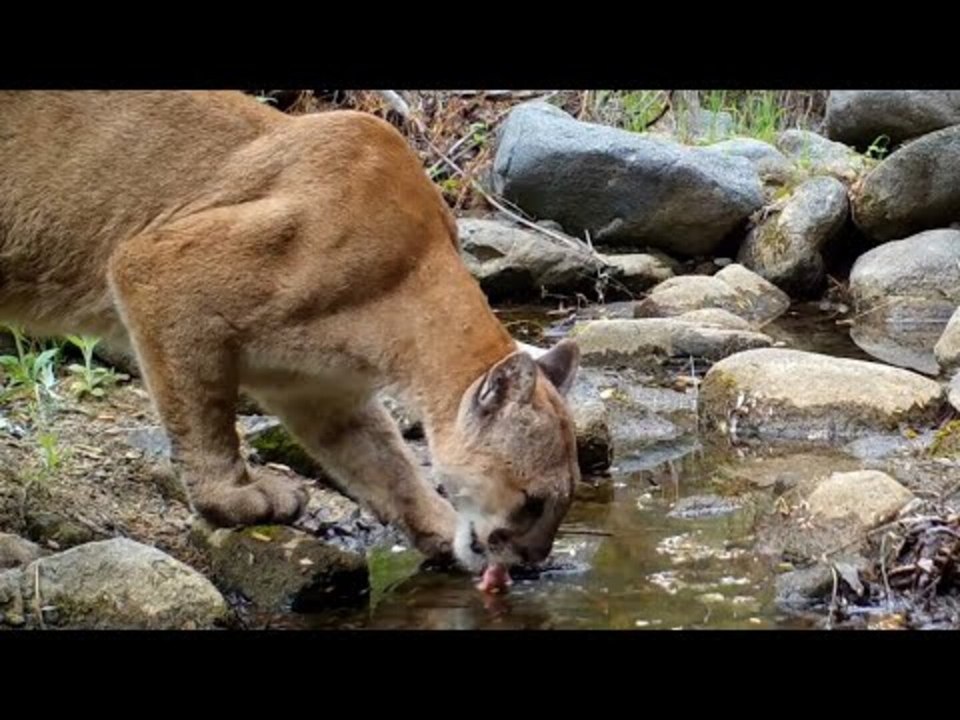Man Captures Wildlife Behaviour in National Park - video Dailymotion