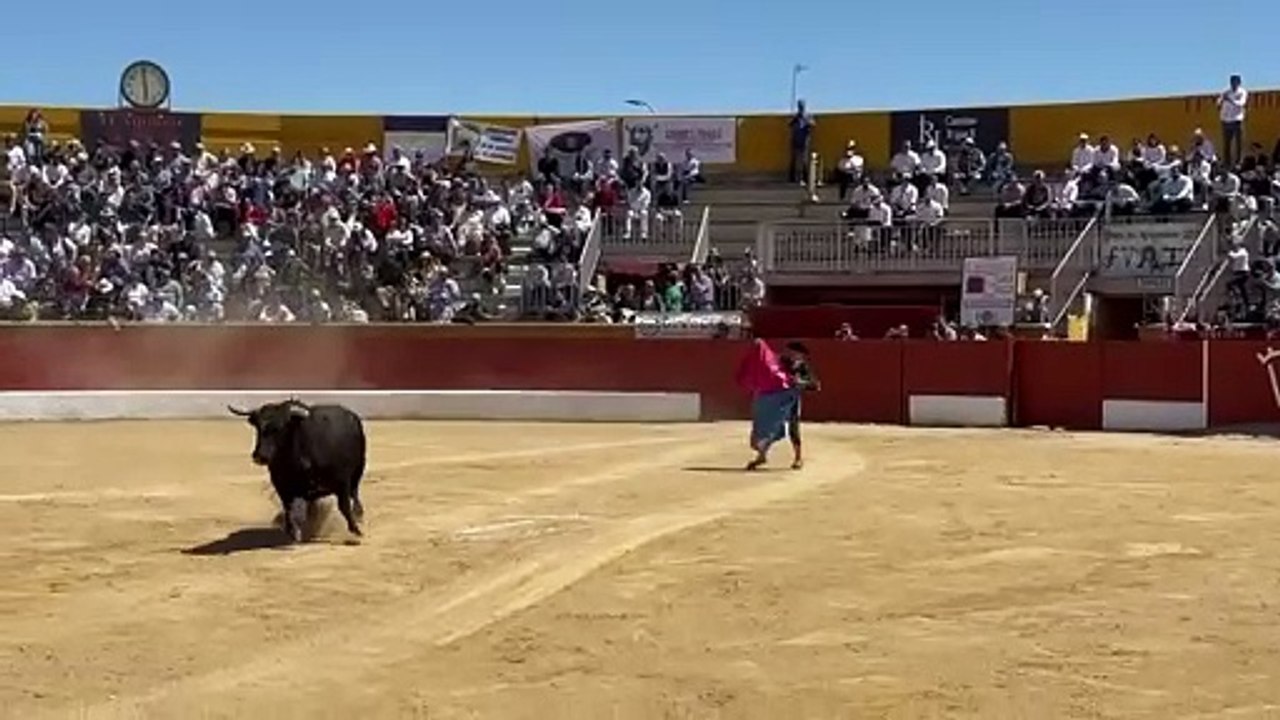 Recibo 3º Novillo (Alicia Chico) || Feria del Aficionado 2025 (26/04 ...