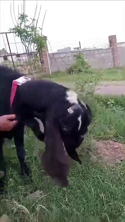 Beautiful Animals - video Dailymotion