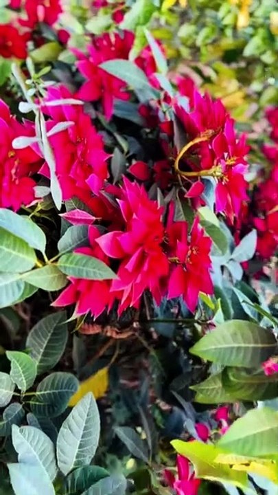 Flower Garden - video Dailymotion