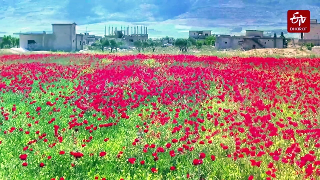 Spring Flowers Abundant In Syria's Ghab Plain - video Dailymotion