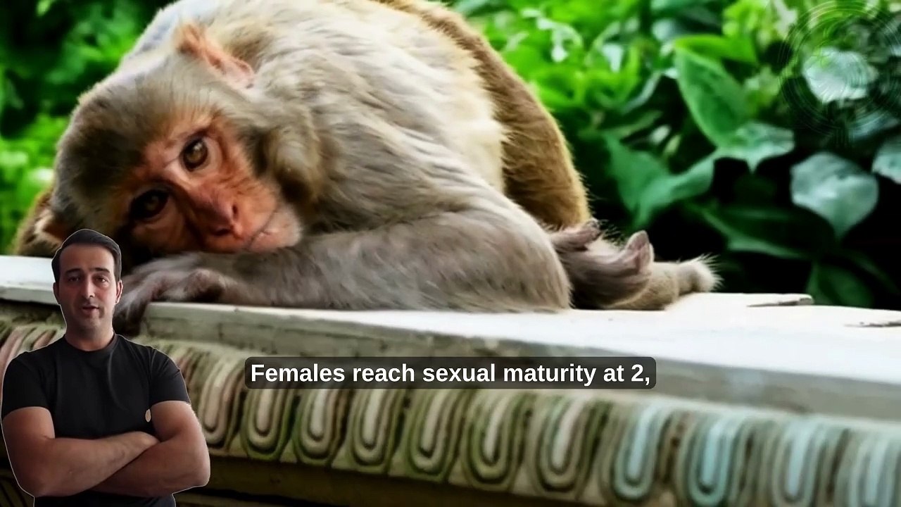Rhesus Macaque: The Urban Survivor | Discover the Primate's Secrets - video Dailymotion