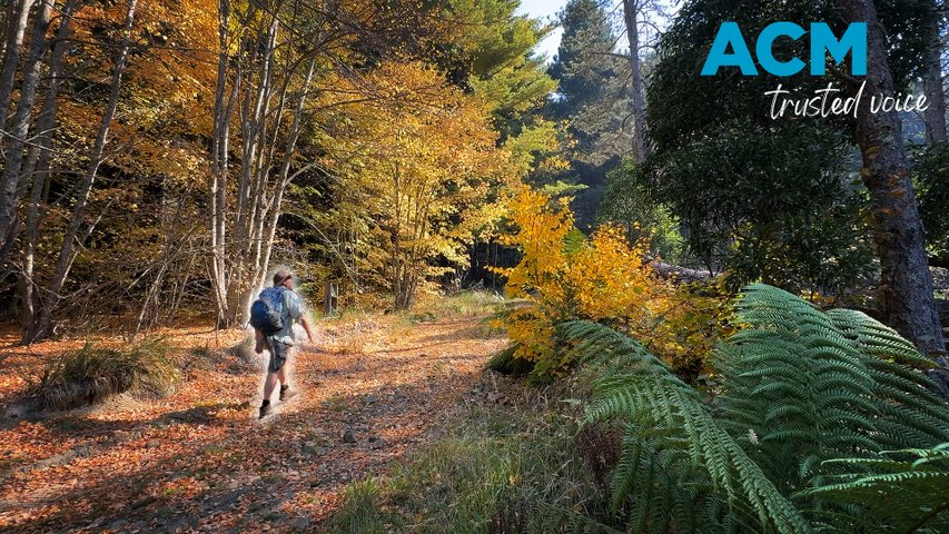 Canberra’s secret forest: inside the beautiful Bendora Arboretum | The ...