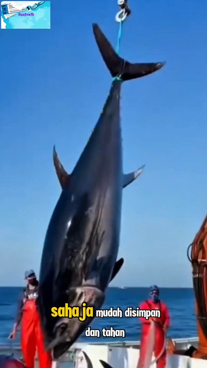 Ikan Tuna Dalam Tin – Mudah, Berkhasiat dan Serbaguna! - Video Dailymotion