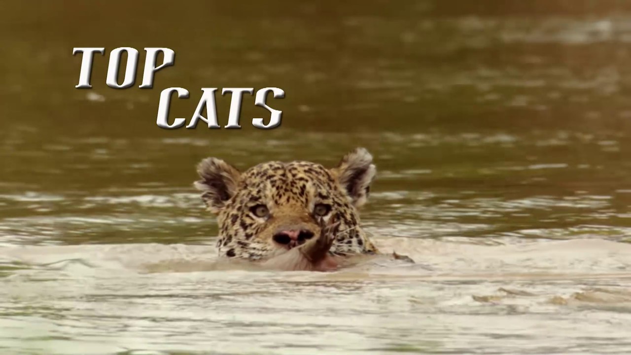 TOP CATS - Nat Geo Wild - video Dailymotion