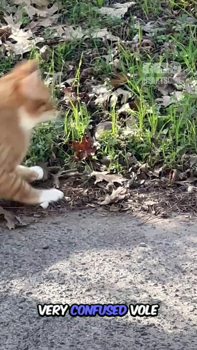 Cats Gone Wild! Hilarious Feline Fails & Funniest Moments Ever 😹 ...