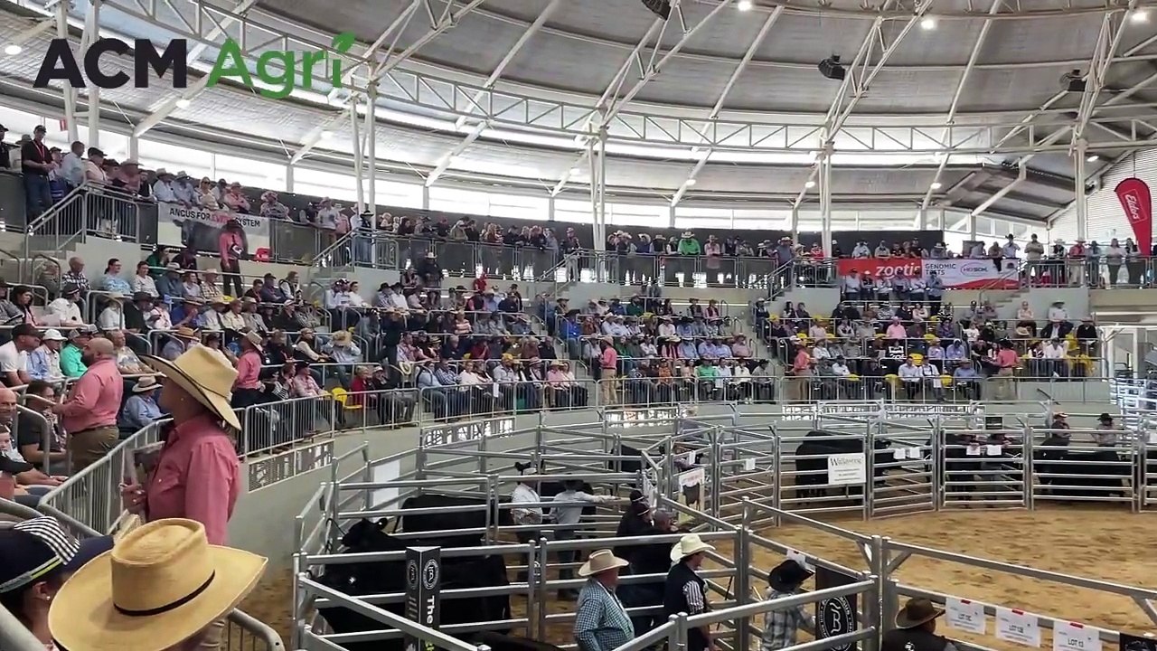 Elite Angus Female Sale during the World Angus Expo in Tamworth - video ...