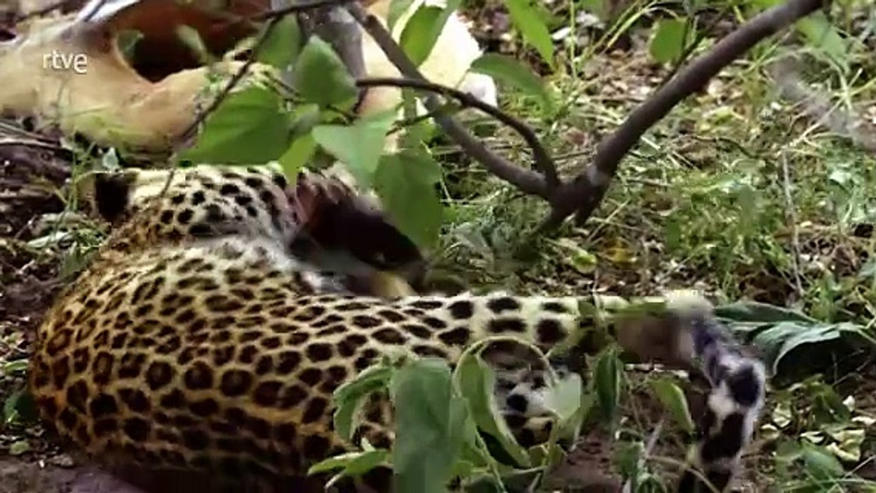 Documental: Pambara. La Leyenda de la Creación de la Tierra - Vídeo ...