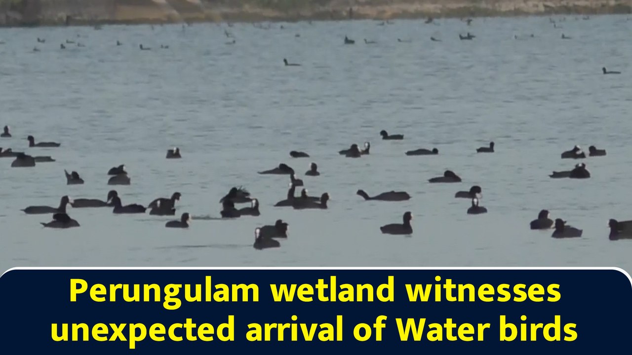 Perungulam wetland witnesses unexpected arrival of Water birds - video ...