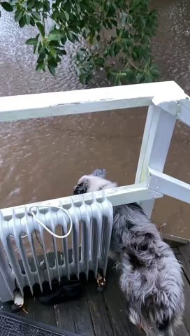 Sami Fitzgerald flooding Raymond Terrace | Newcastle Herald | Newcastle ...