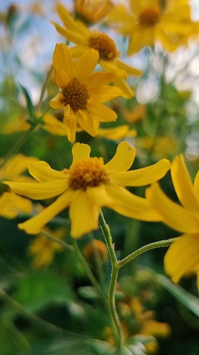 motivation - video Dailymotion