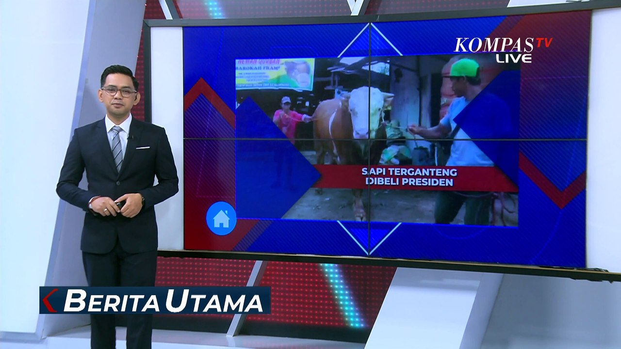 Blembo 'Si Sapi Ganteng' di Palembang Terpilih Jadi Hewan Kurban Presiden Prabowo - Video ...