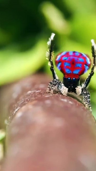 Collection of rave spiders mating dance - video Dailymotion