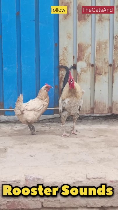 Morning Rooster Sounds | Morning Sounds | #foryou #bird #sounds ...