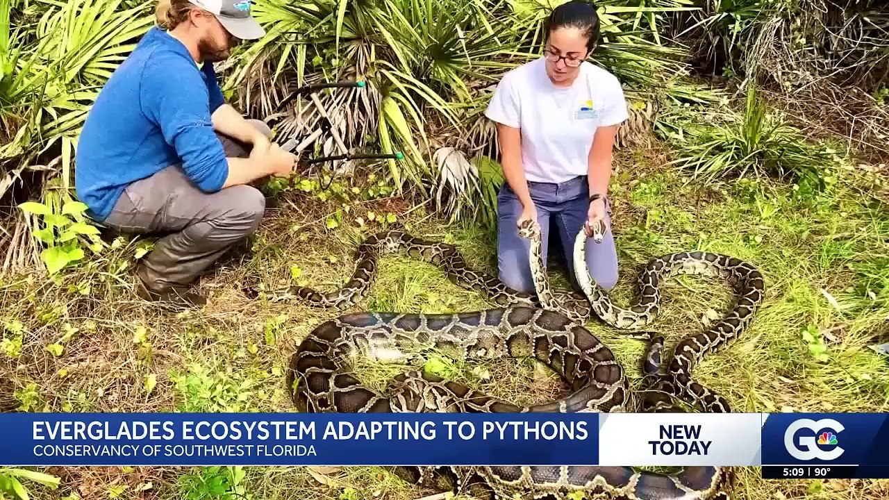 Apex predator found dead; Is the Everglades fighting back against ...