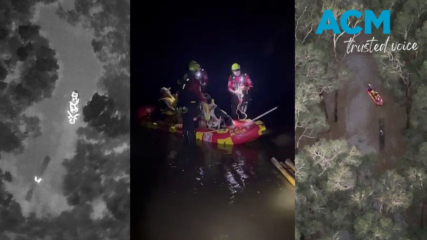 Extraordinary rescue of couple and six dogs as NSW flood clean-up ...