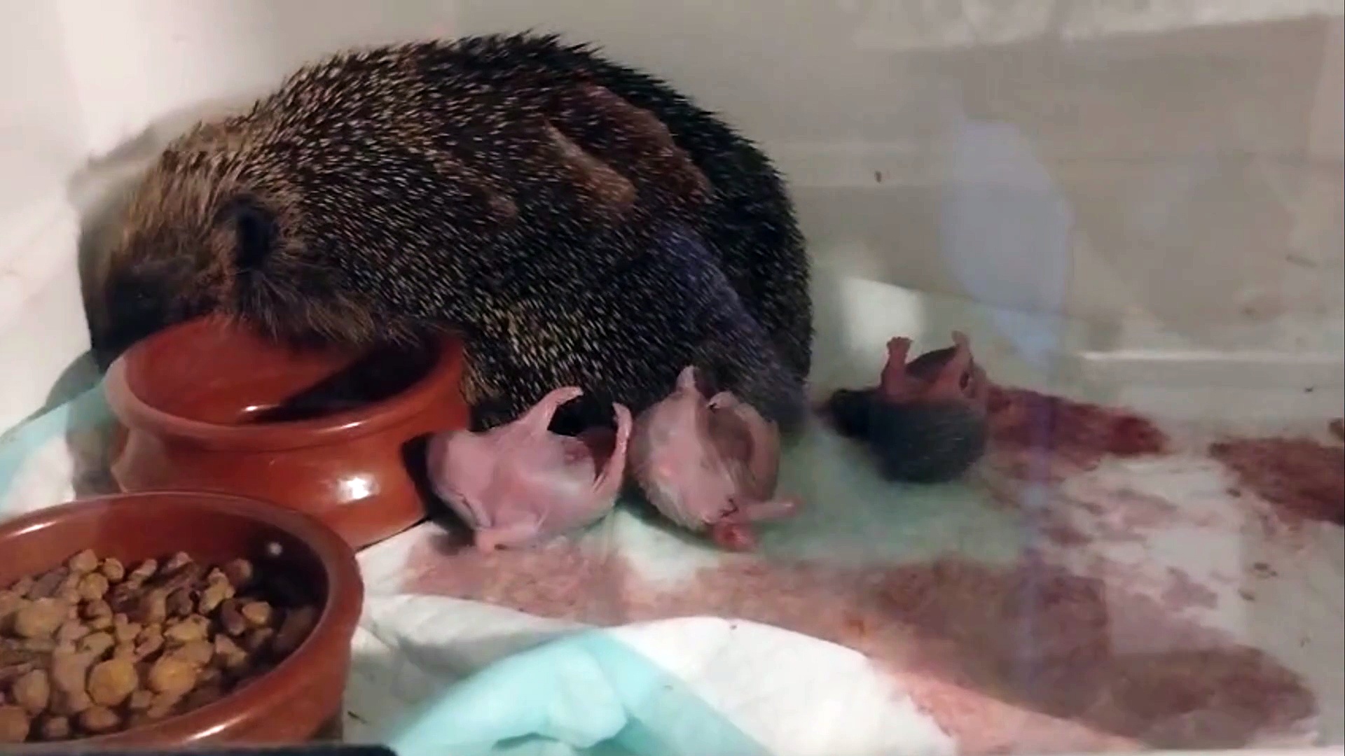 Hedgehogs born prematurely after mother 'beaten with broomstick'