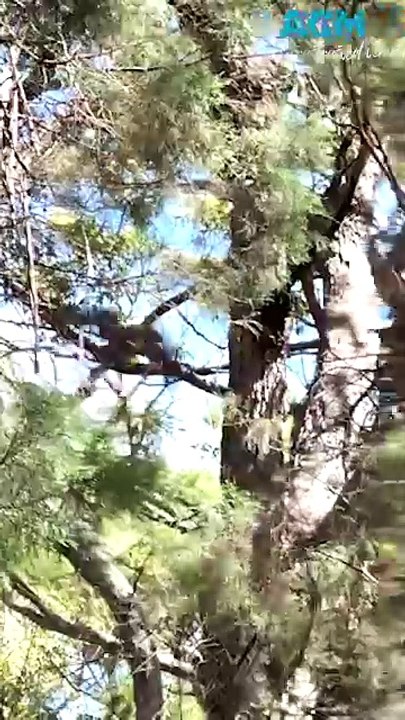 Bundian Way: exploring the stunning ancient Aboriginal pathway - video ...