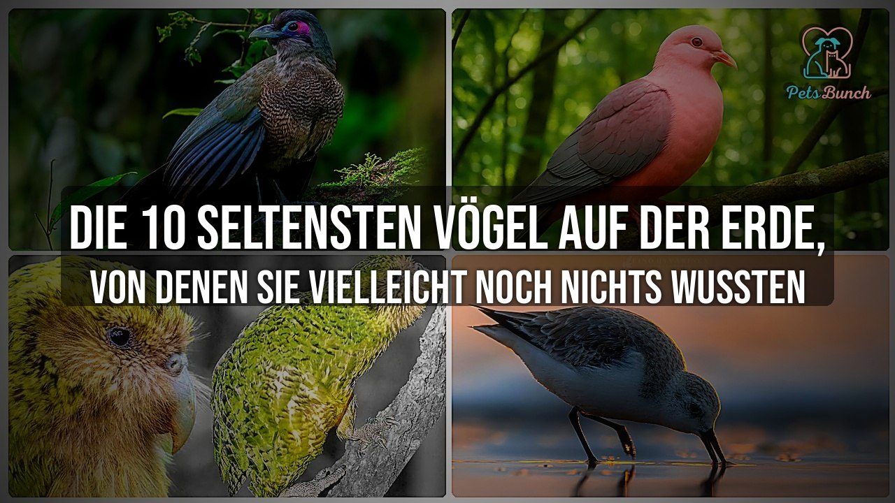 Die 10 Seltensten Vögel der Welt | Seltene Vögel, die Sie nicht kennen ...