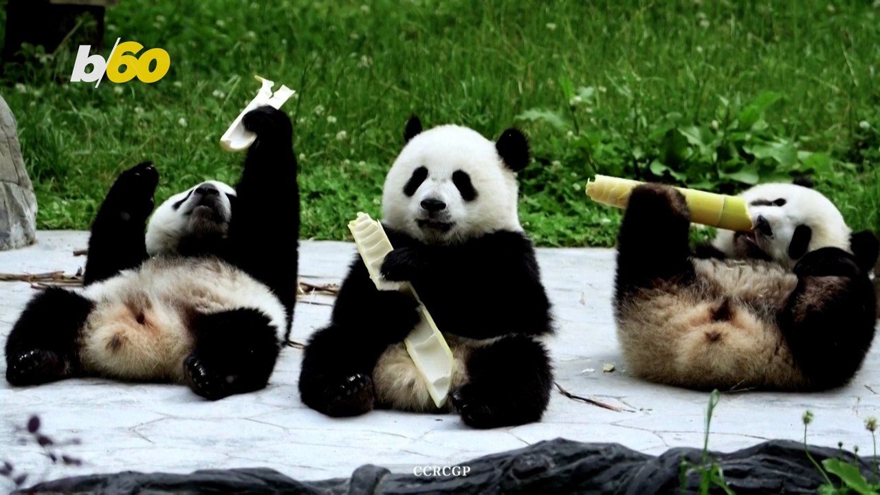 These Pandas Are Enjoying Their Lunch With So Many Looking On! - video ...
