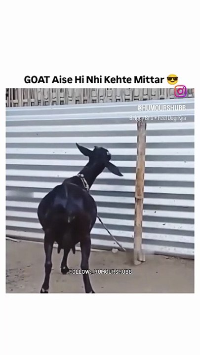 Funny viral clips - video Dailymotion