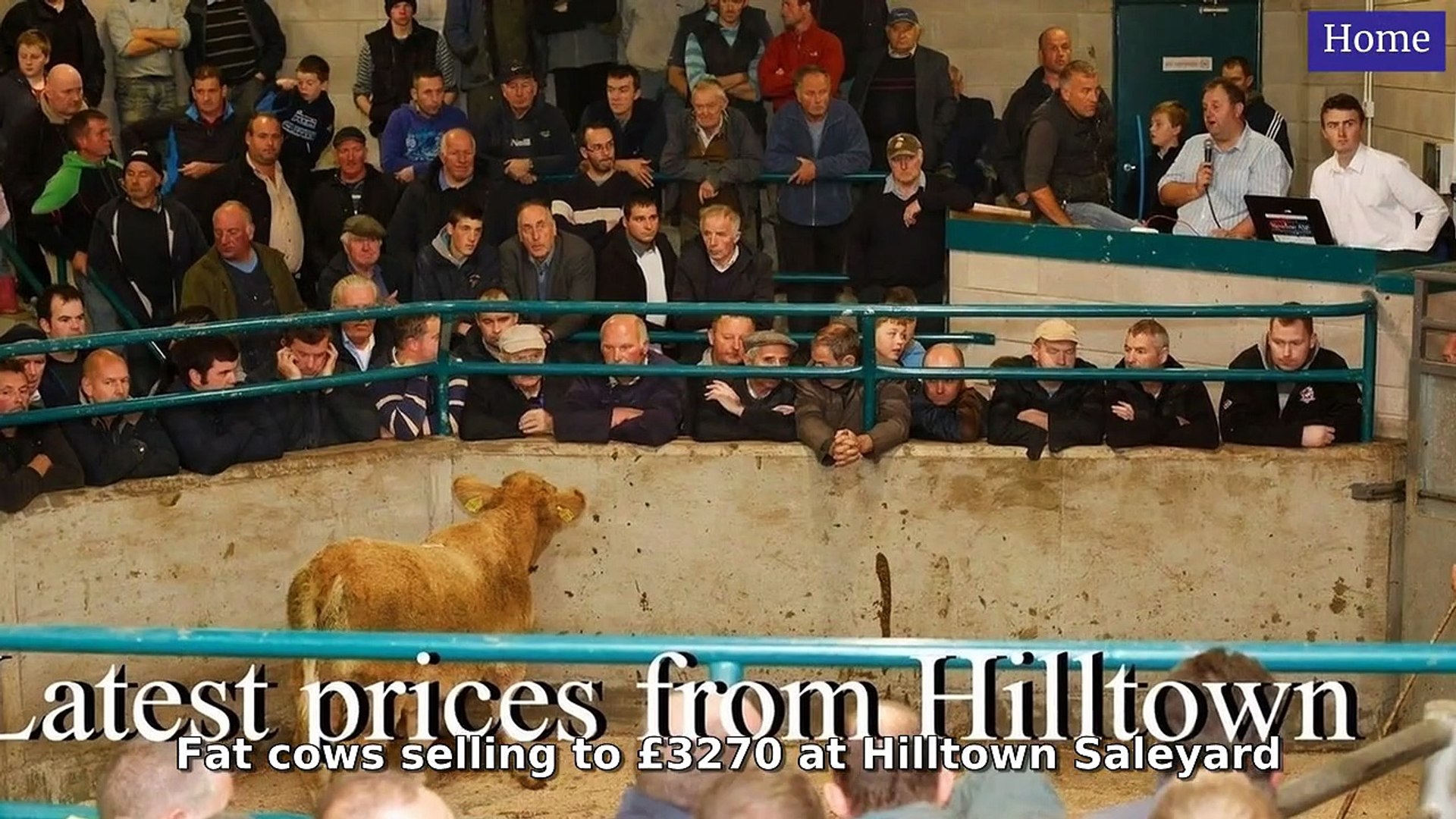Top dogs meet top hats: Guide dog puppies discover Ascot's wildest ...