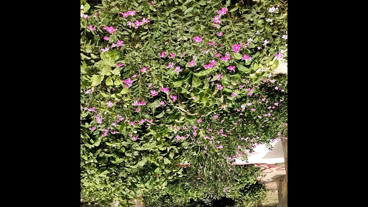 Flower plants - video Dailymotion