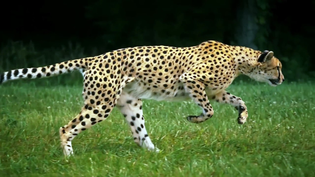 The way this cheetah moves - video Dailymotion