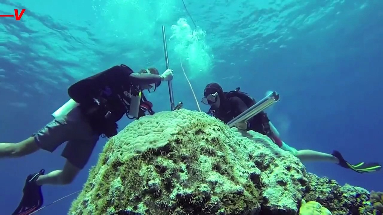 Researchers Drill Into Coral to Reveal 400 Years of Climate Clues.mp4 ...