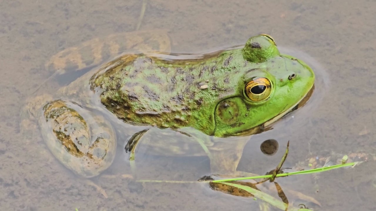 5 Minute Intimate Frog Closeup 4K Riverbank Amphibian Nature Wildlife ...