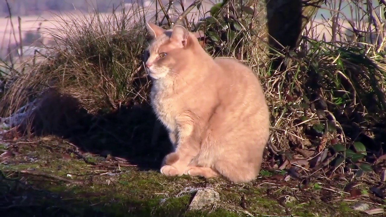 Carney Heritage Productions - video Dailymotion