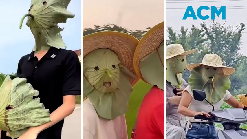 Commuters in China using lotus leaf 'sun protection' | The Canberra ...