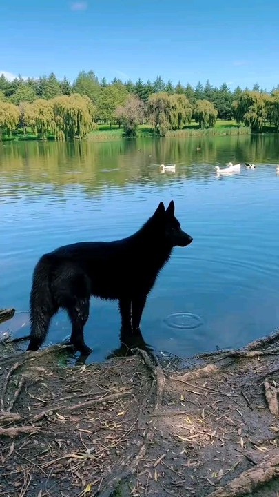 Calupoh: The Mysterious Mexican Wolf-Dog Hybrid You’ve Never Heard Of ...