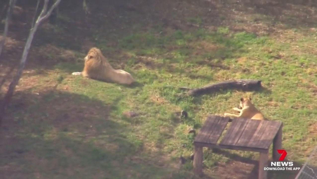 Woman mauled by lion in zoo enclosure airlifted to hospital - video ...