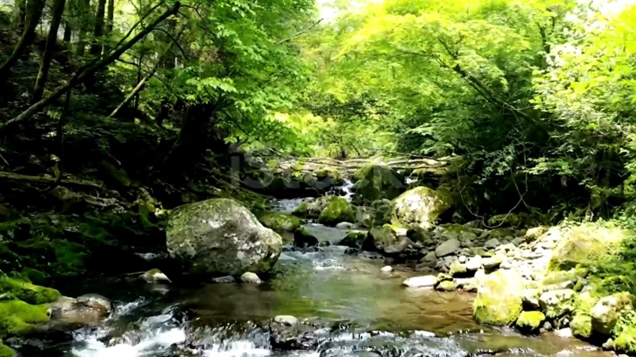 Hazrat Abbas (A.S) – The Standard Bearer of Loyalty and Ultimate ...