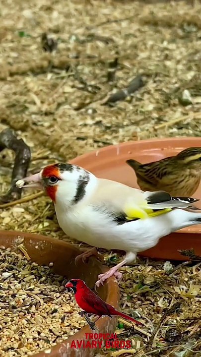 Major Goldfinch - eumo _birds _aviary _goldfinch - video Dailymotion