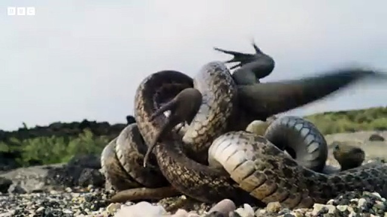 Iguana_vs_Snakes___4K_UHD___Planet_Earth_II___BBC_Earth(360p) - video ...
