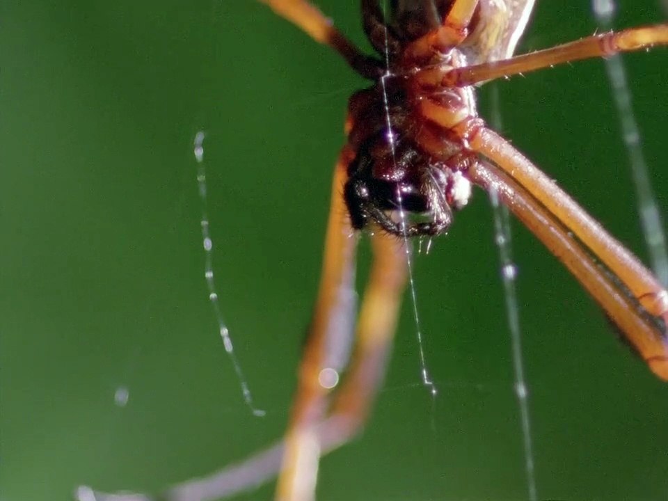 Trials of life_11of12_Continuing the Line - video Dailymotion