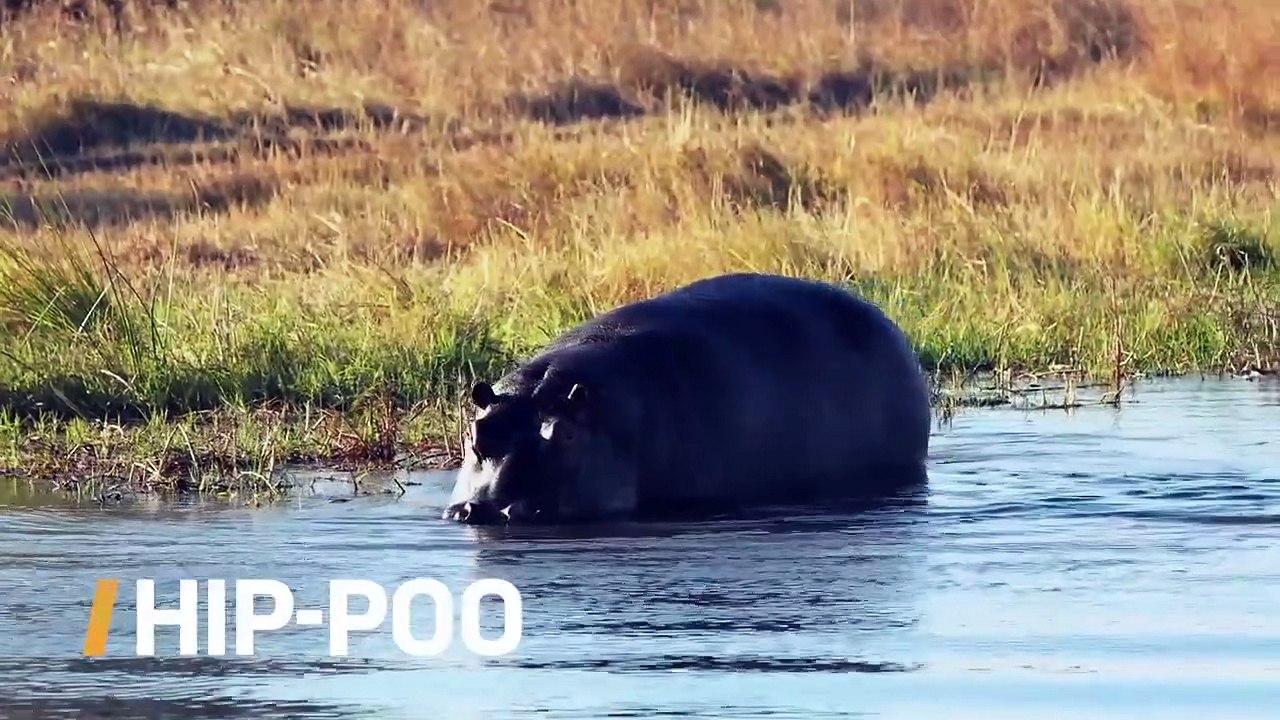 Do You Ever Wonder Why Hippos Spray Their Poo All Over the Place ...