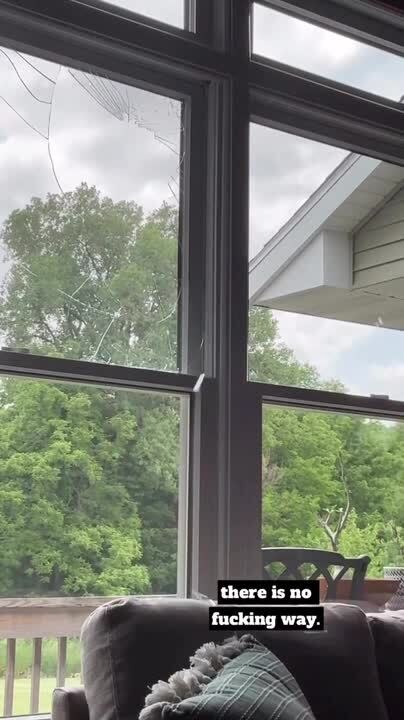 Man Breaks Window While Trying to Swat Wasp - video Dailymotion