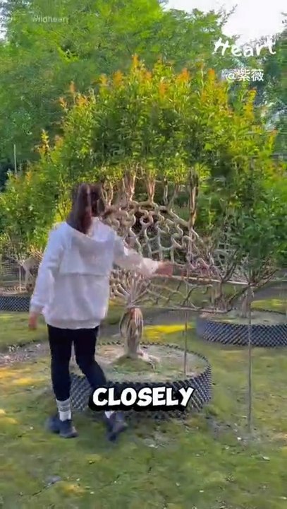 Live Trees Shaping . - video Dailymotion