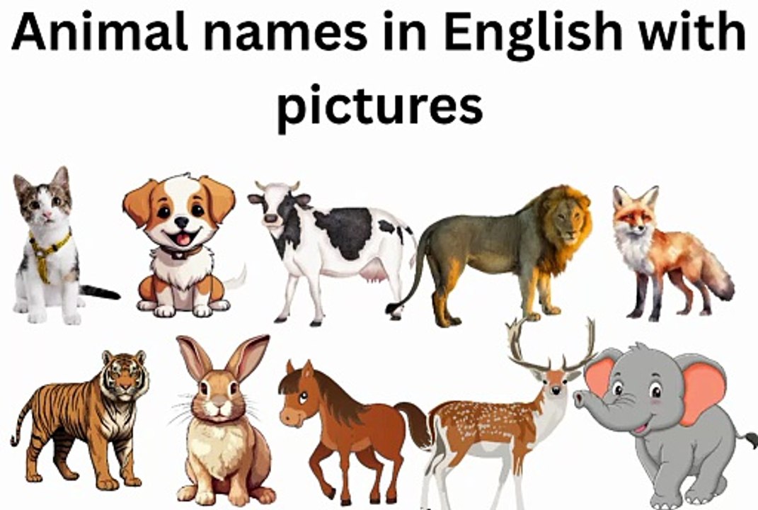 Animal names in english with pictures - video Dailymotion