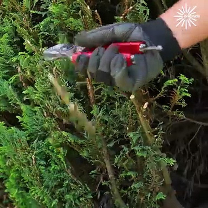 Satisfying tree trimming, complete cleanup success! 🌲 - video Dailymotion